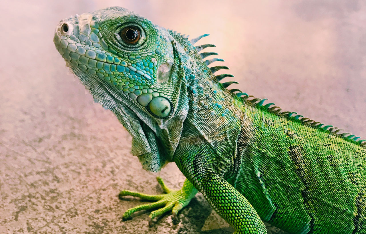 Cervello rettiliano: un mito da smontare - Diana Tedoldi